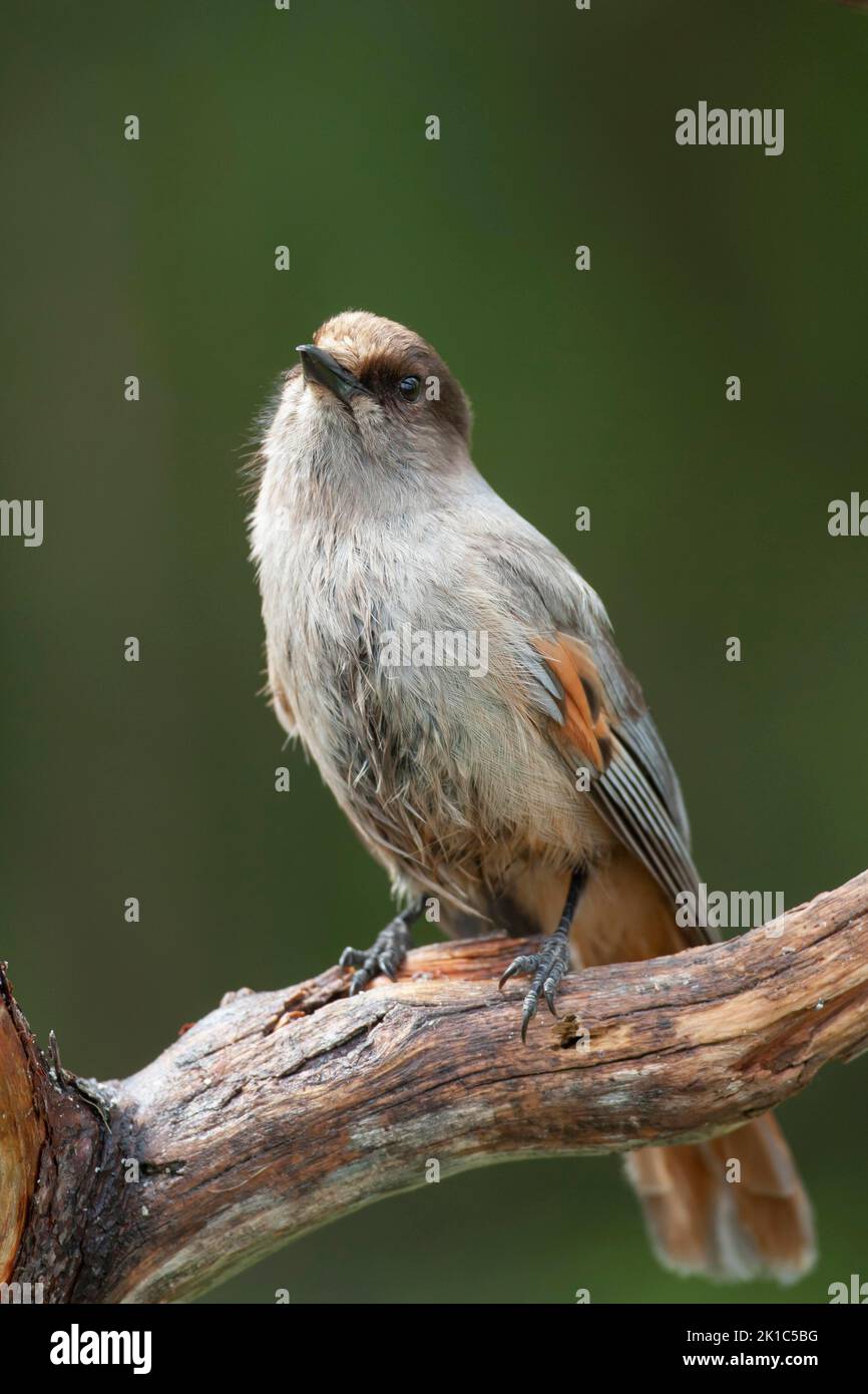 Siberian jay (Perisoreus infaustus) adult bird on a tree branch ...