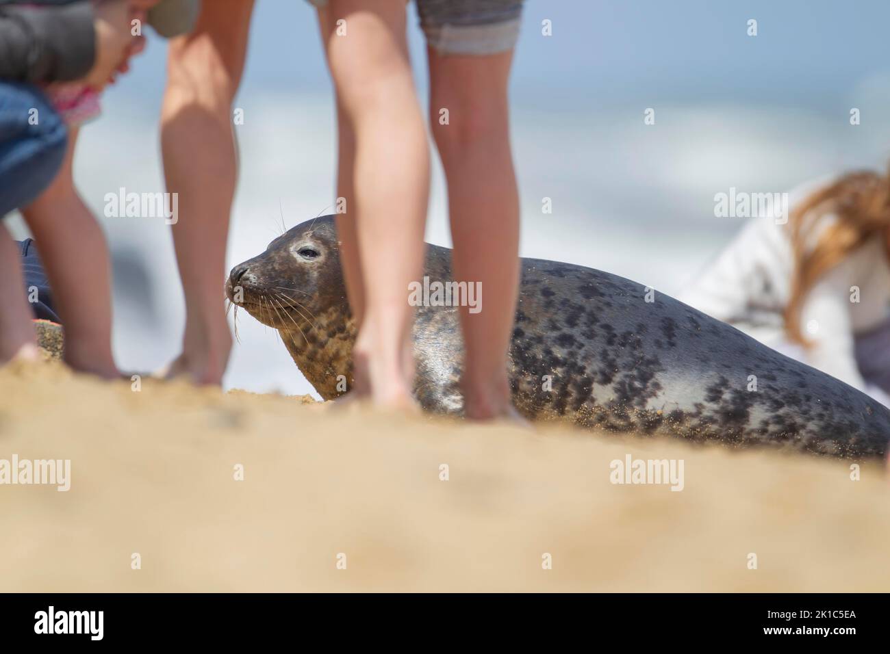Common seal phoca vitulina adult animal on a beach hi-res stock ...