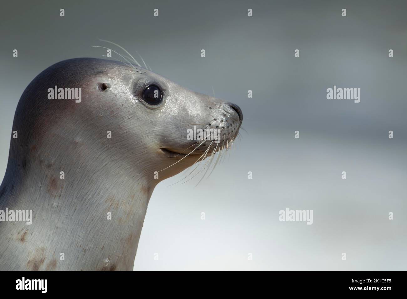 Common or harbor seal (Phoca vitulina) adult animal head portrait ...