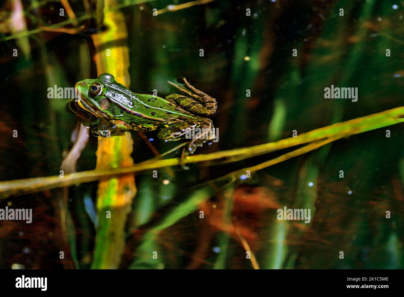 Green frog (Rana esculenta) . Bavaria, Germany Stock Photo - Alamy