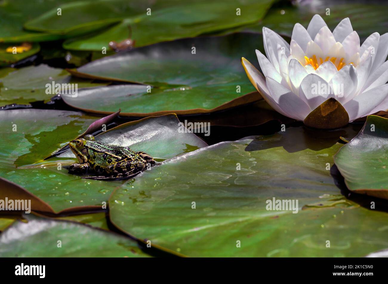 Green frog (Rana esculenta) and european white water lily (Nymphaea ...