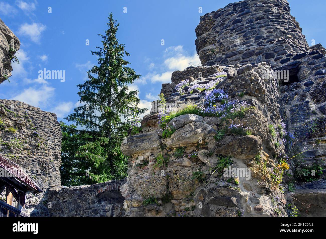 Old wall with spruce and bearded bellflower (Campanula barbata), castle ...