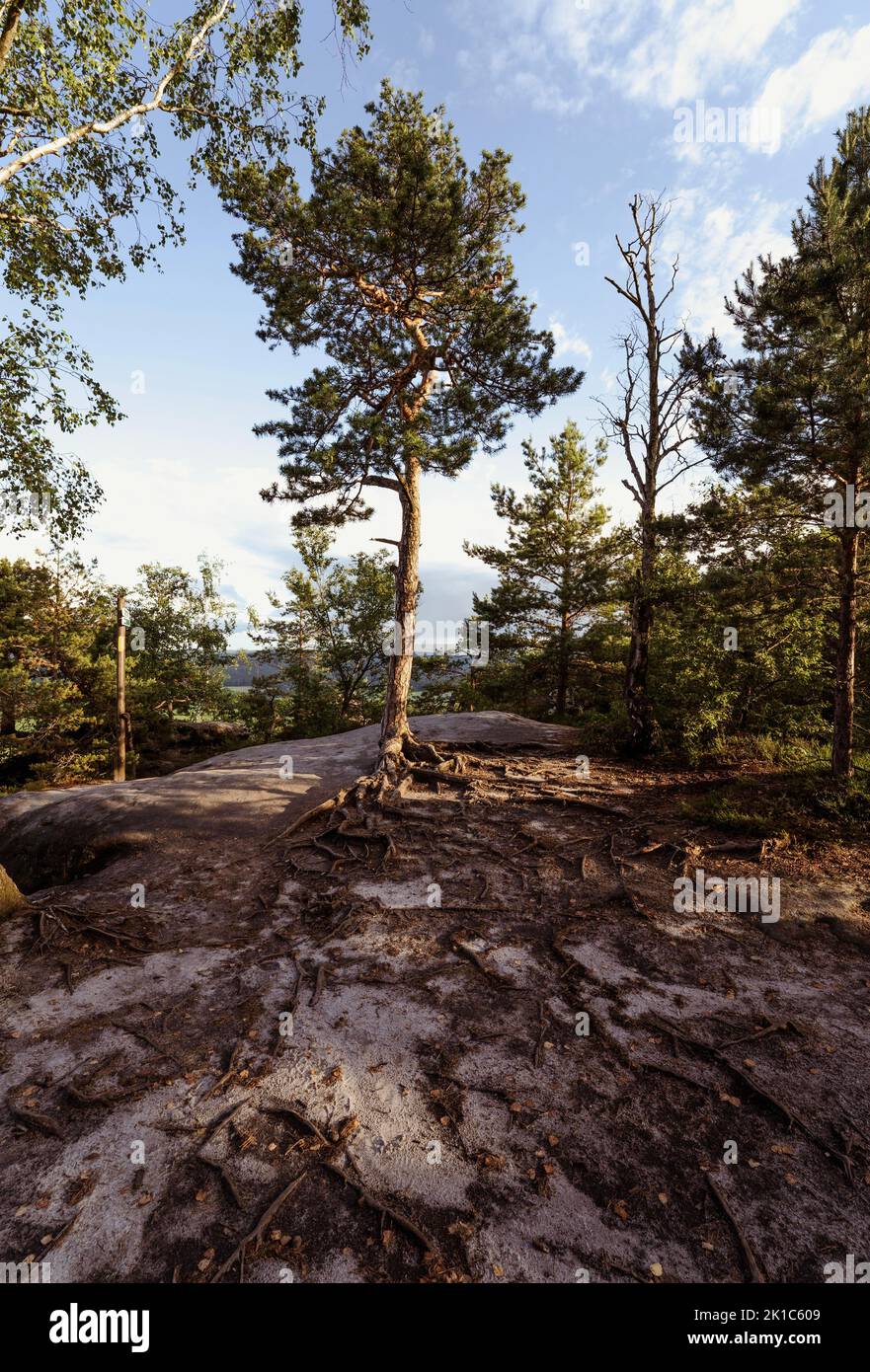 Tree with roots on rocks in the Elbe Sandstone Mountains near Dresden ...
