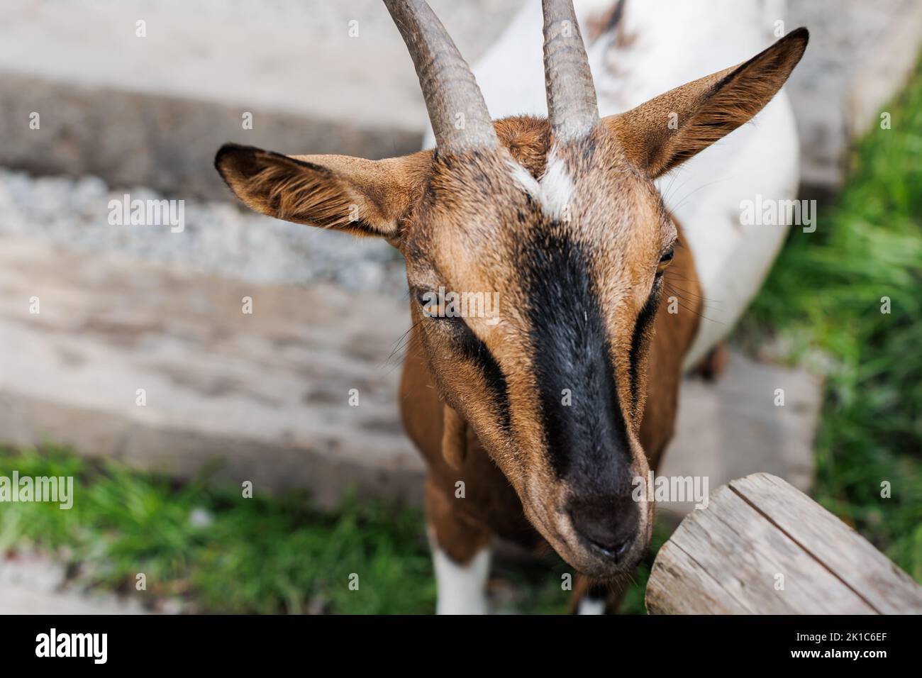 American Pygmy, Cameroon goat standing near wooden fence on green grass ...