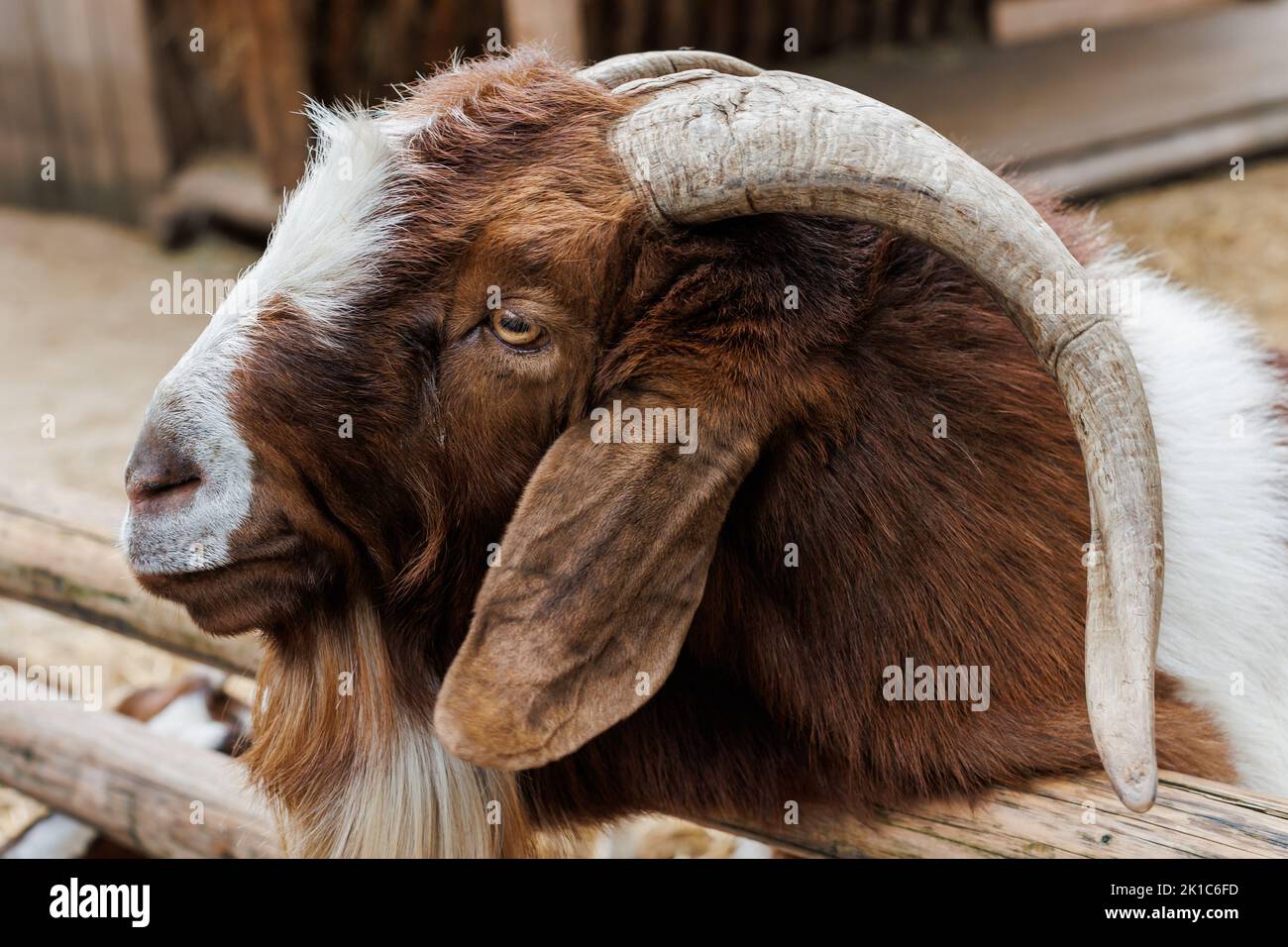 Male Boer goat very awarded in Brazil. The Boer is a breed developed in ...