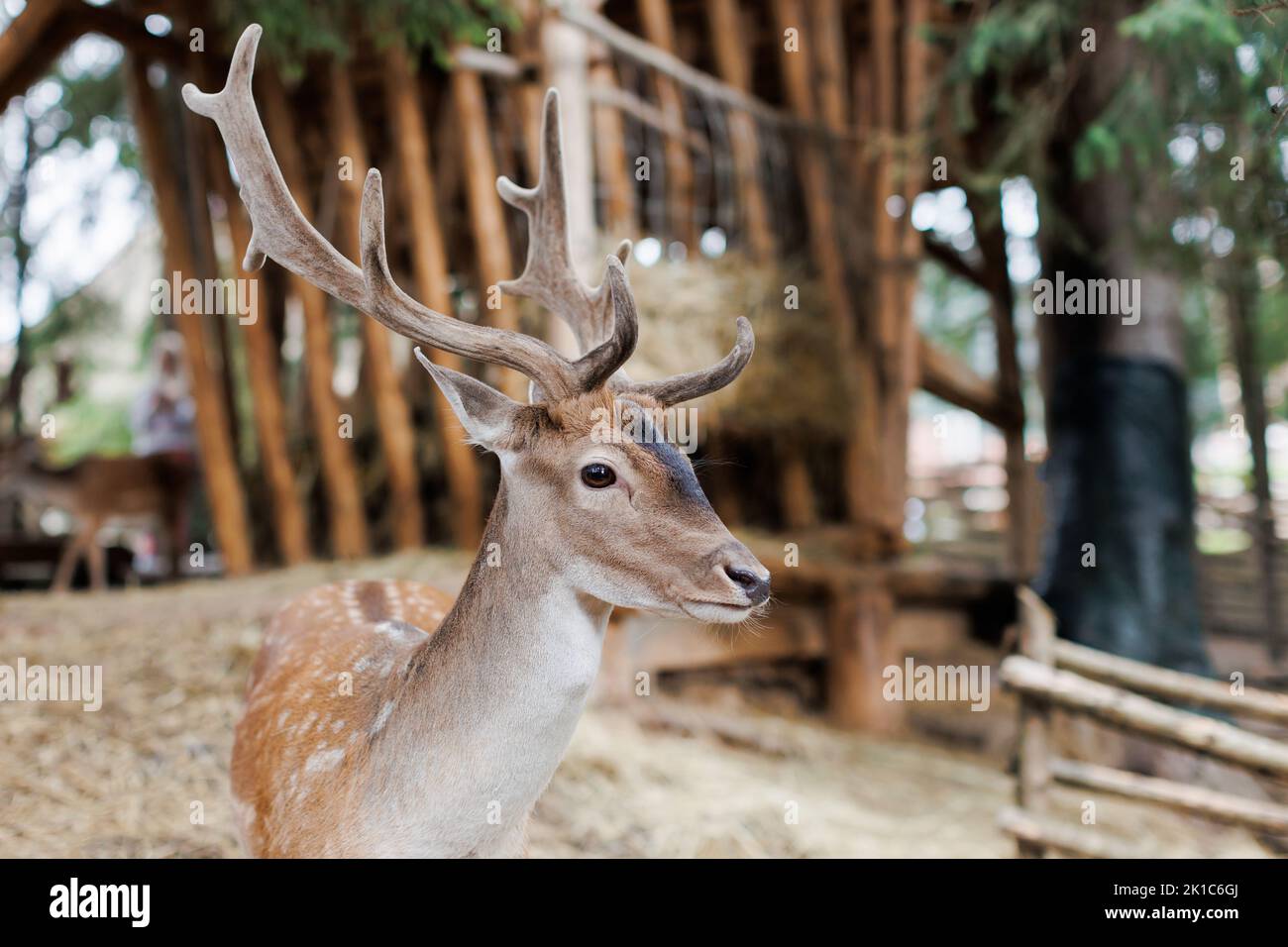 Red deer facing camera in summer nature. Wild animal with brown fur ...