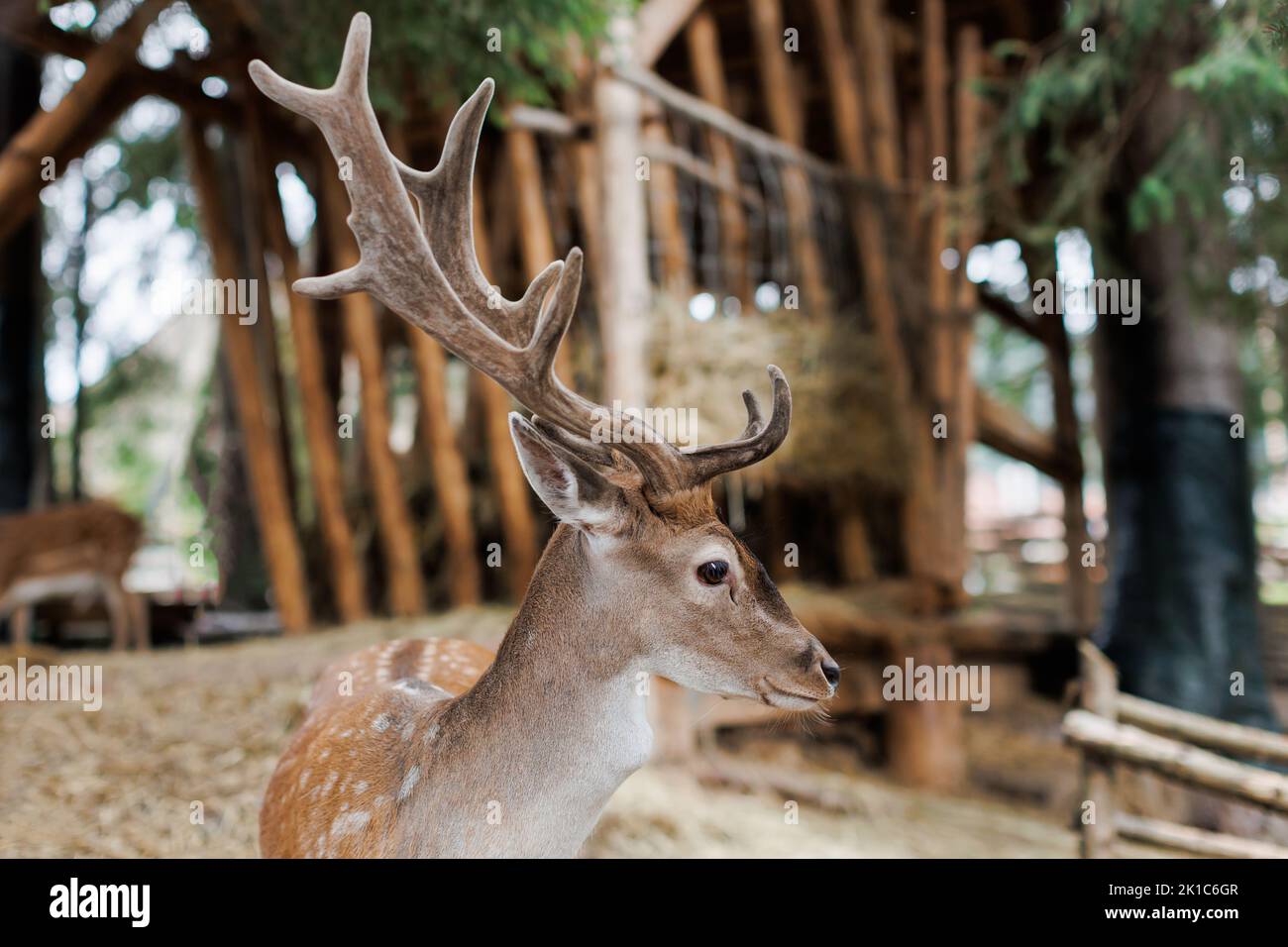Red deer facing camera in summer nature. Wild animal with brown fur ...