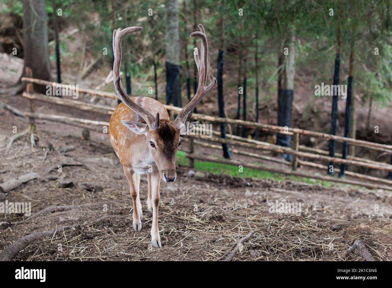 Red deer facing camera in summer nature. Wild animal with brown fur ...