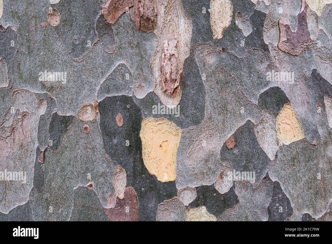 Old platan tree bark, texture, sycamore tree crust closeup, wood ...