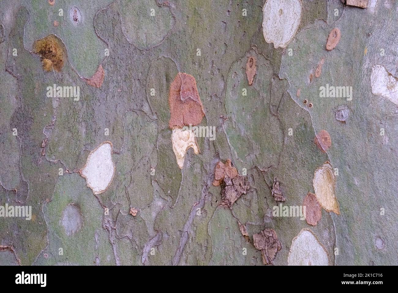 Texture of the plane tree bark, old platan tree crust, sycamore tree ...