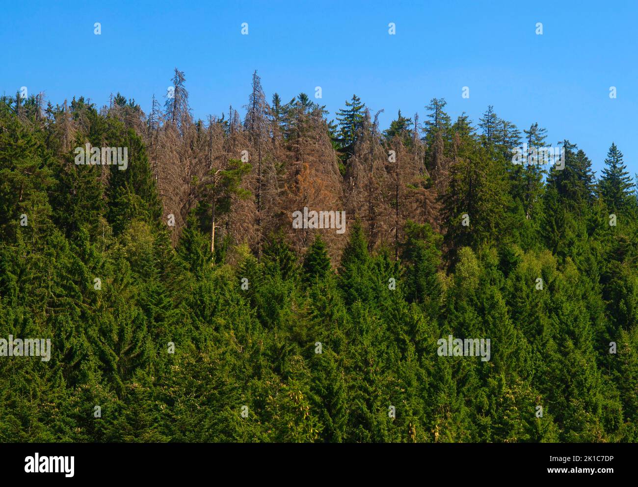 Pollution forest hi-res stock photography and images - Alamy