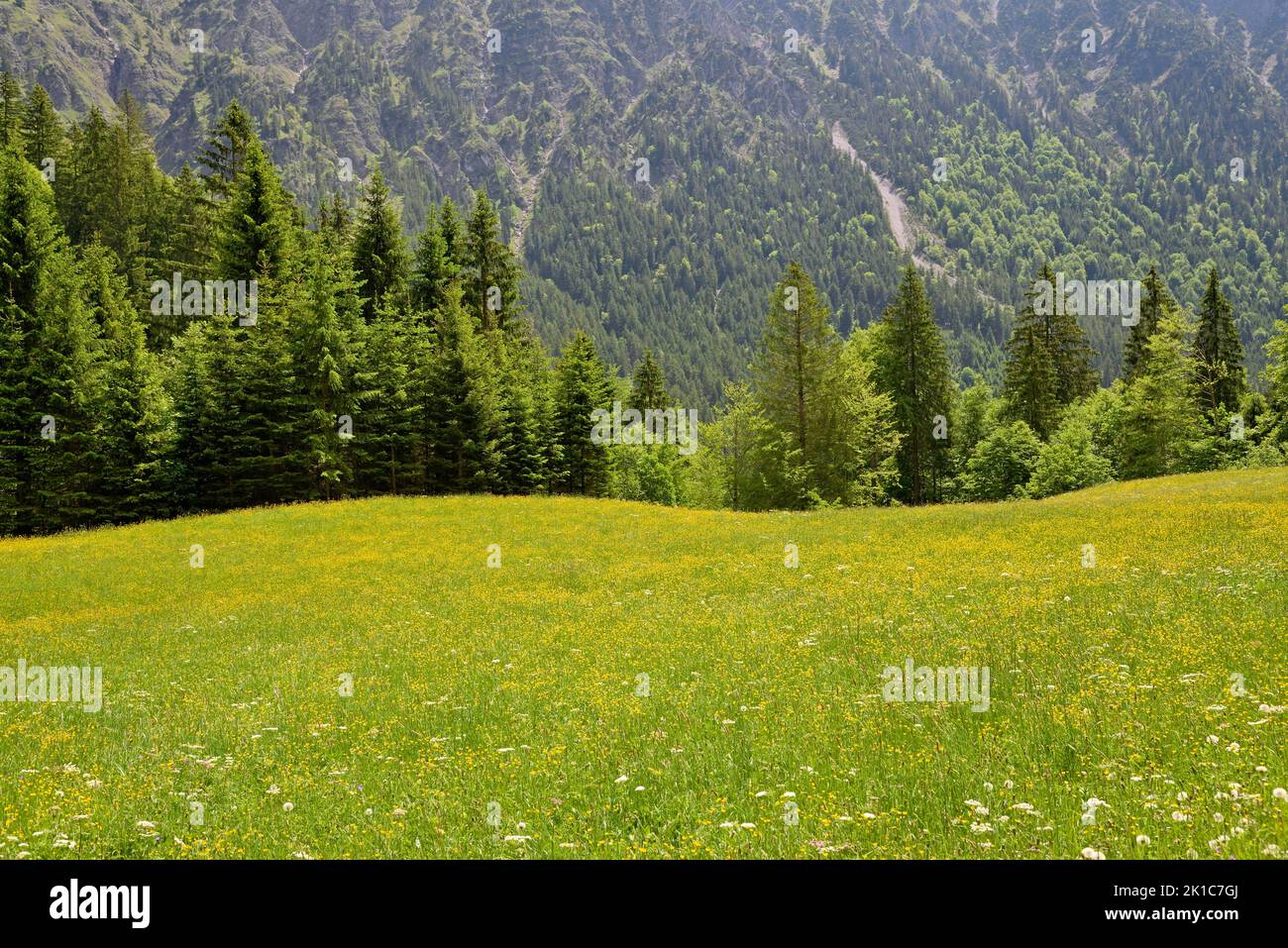 Mountain meadow with wildflowers, Ranunculus, mixed mountain forest ...
