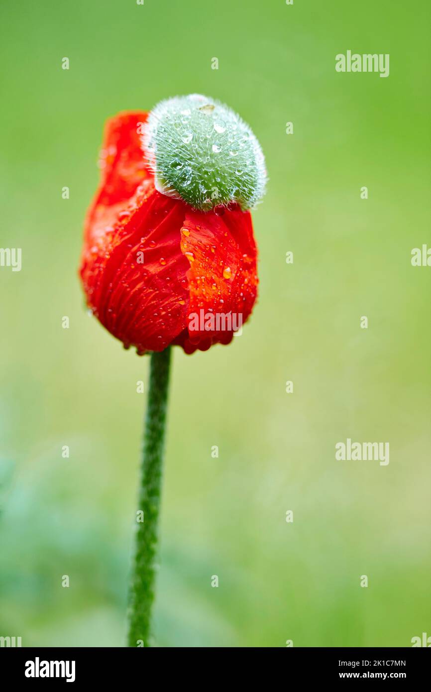 Corn, - Field, - Flanders or Red Poppy (Papaver rhoeas Stock Photo - Alamy