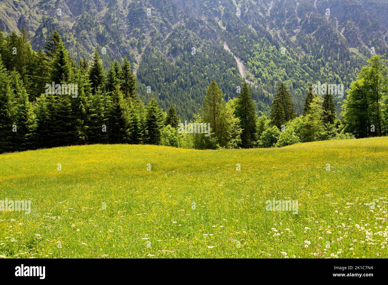 Mountain meadow with wildflowers, Ranunculus, mixed mountain forest ...