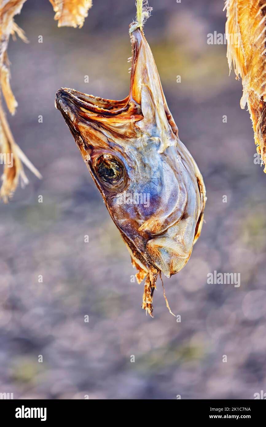 Dried fish, Hvammstangi, Hvammstanga, Iceland Stock Photo - Alamy