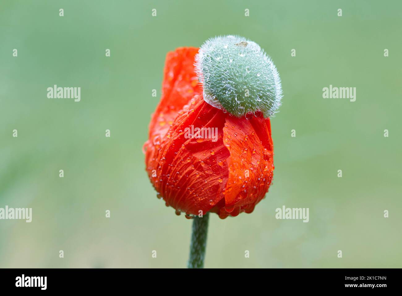 Corn field flanders red poppy hi-res stock photography and images - Alamy