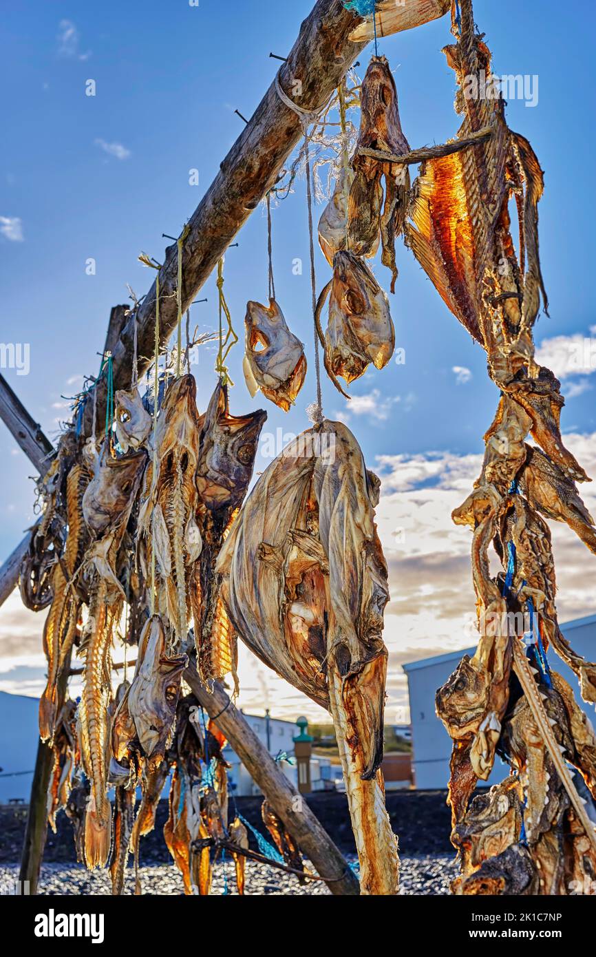 Dried fish, Hvammstangi, Hvammstanga, Iceland Stock Photo - Alamy