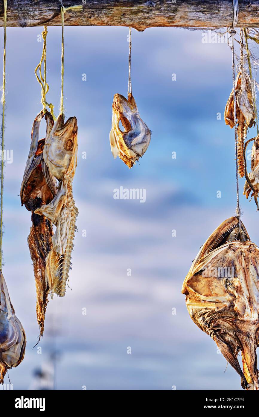 Dried fish, Hvammstangi, Hvammstanga, Iceland Stock Photo - Alamy