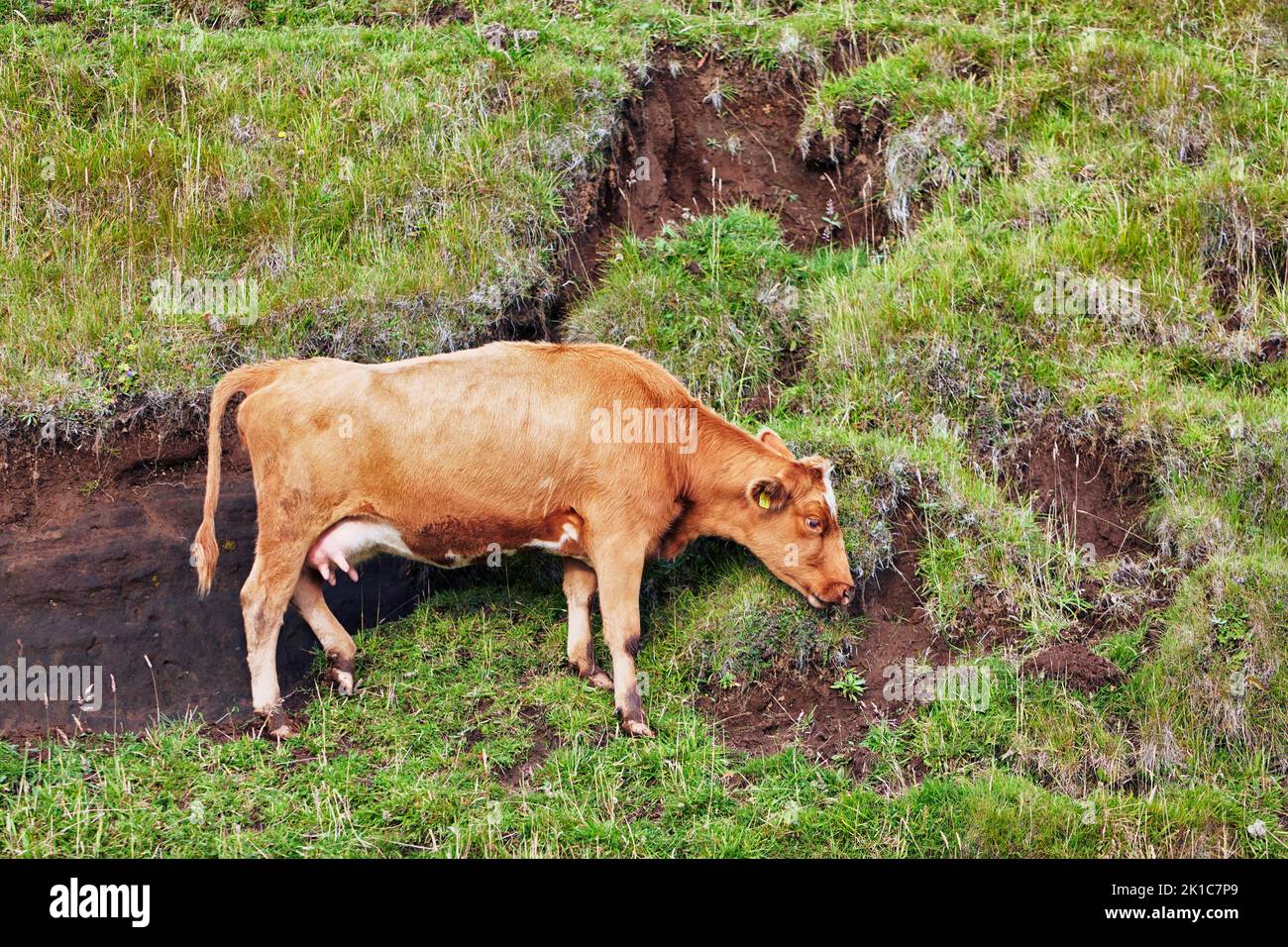 Domestic cattle (Bos primigenius taurus), Skogar, Suourland, Iceland ...