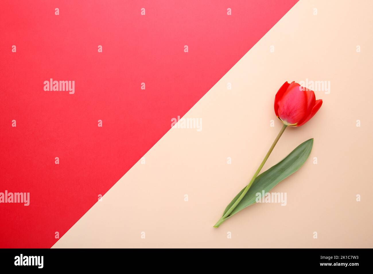 Spring flowers. Bouquet of Red tulips on colorful background. Mother's ...
