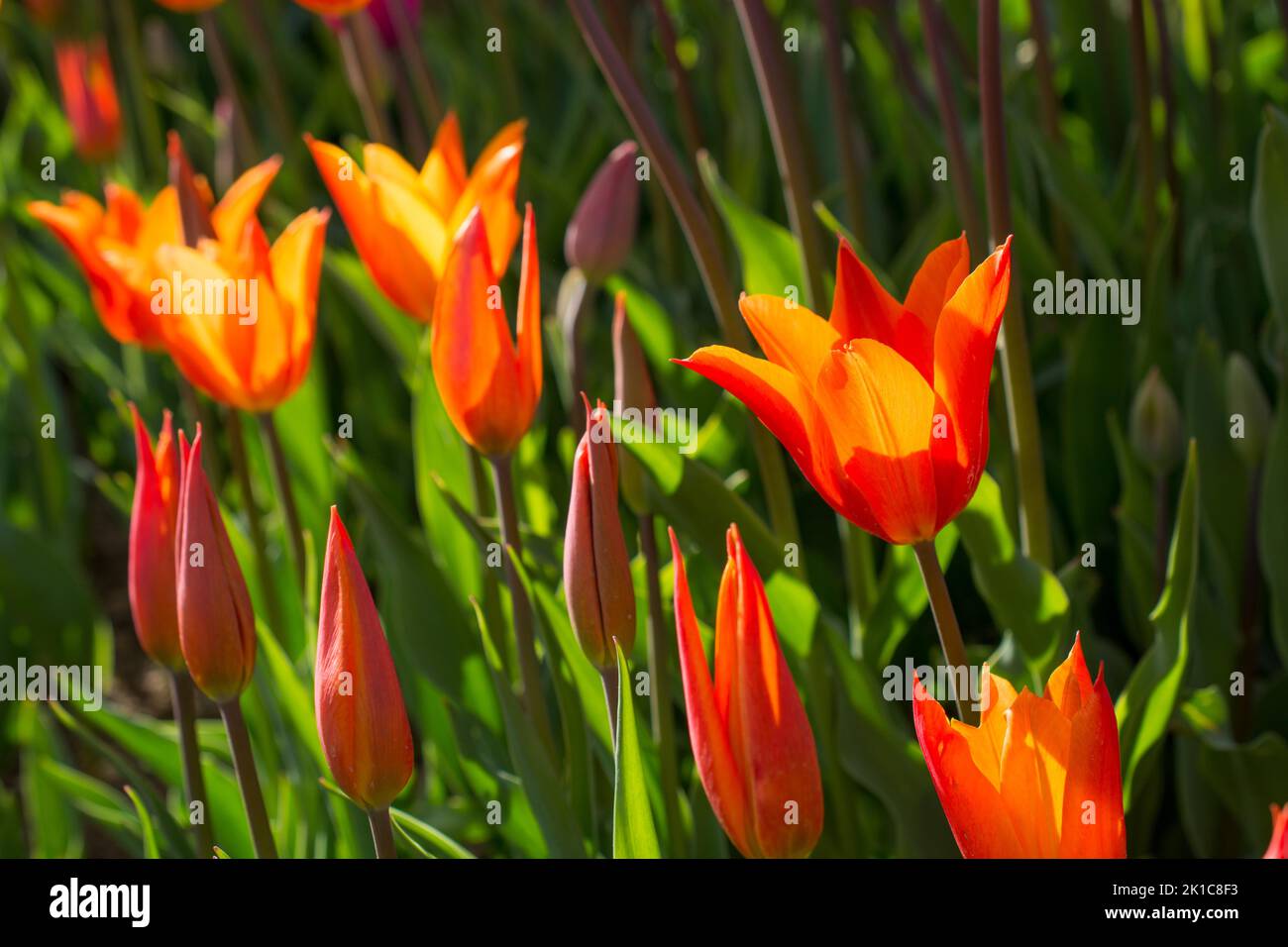 Fresh tulips of orange color in nature in spring time Stock Photo - Alamy