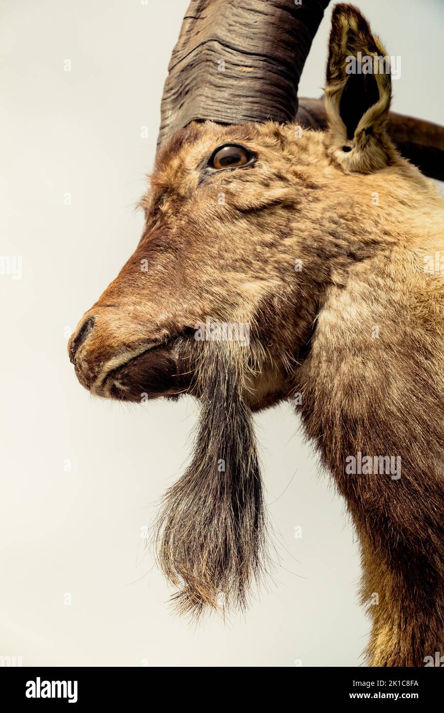 Wild brown mountain goat with two huge horns Stock Photo - Alamy