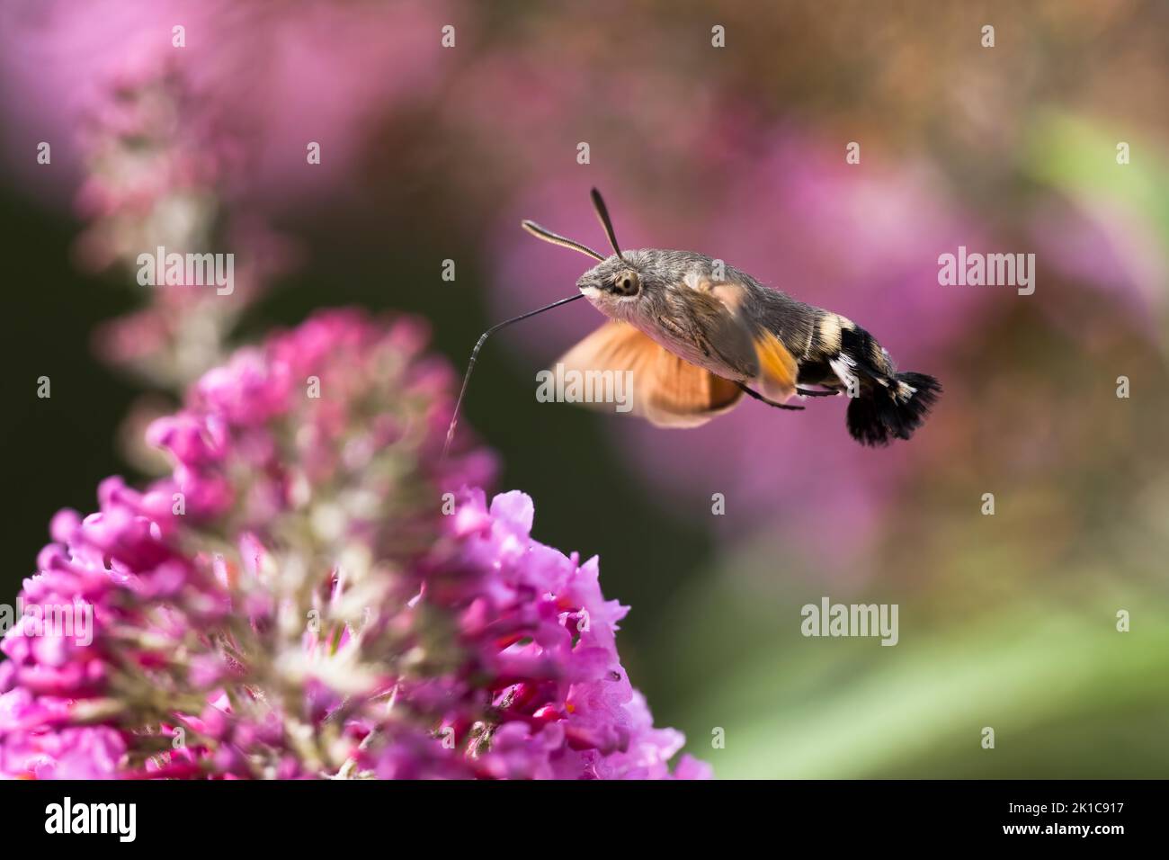 Hummingbird hawk-moth ( Macroglossum stellatarum) flying, collecting ...