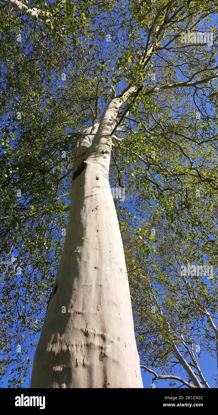 Impressive tree hi-res stock photography and images - Alamy