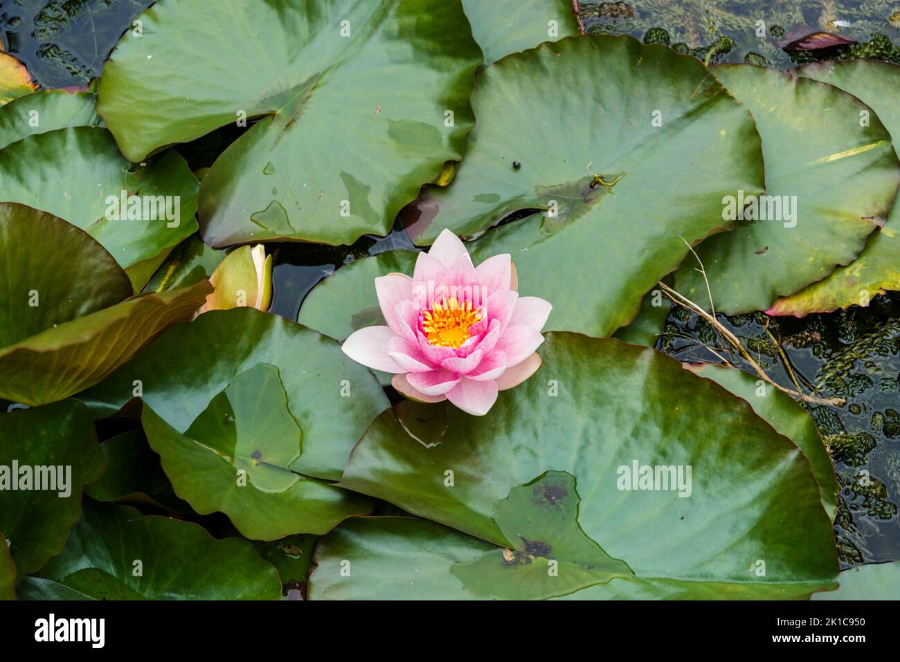 Pink water lily, Rochester, Kent, England, UK Stock Photo - Alamy