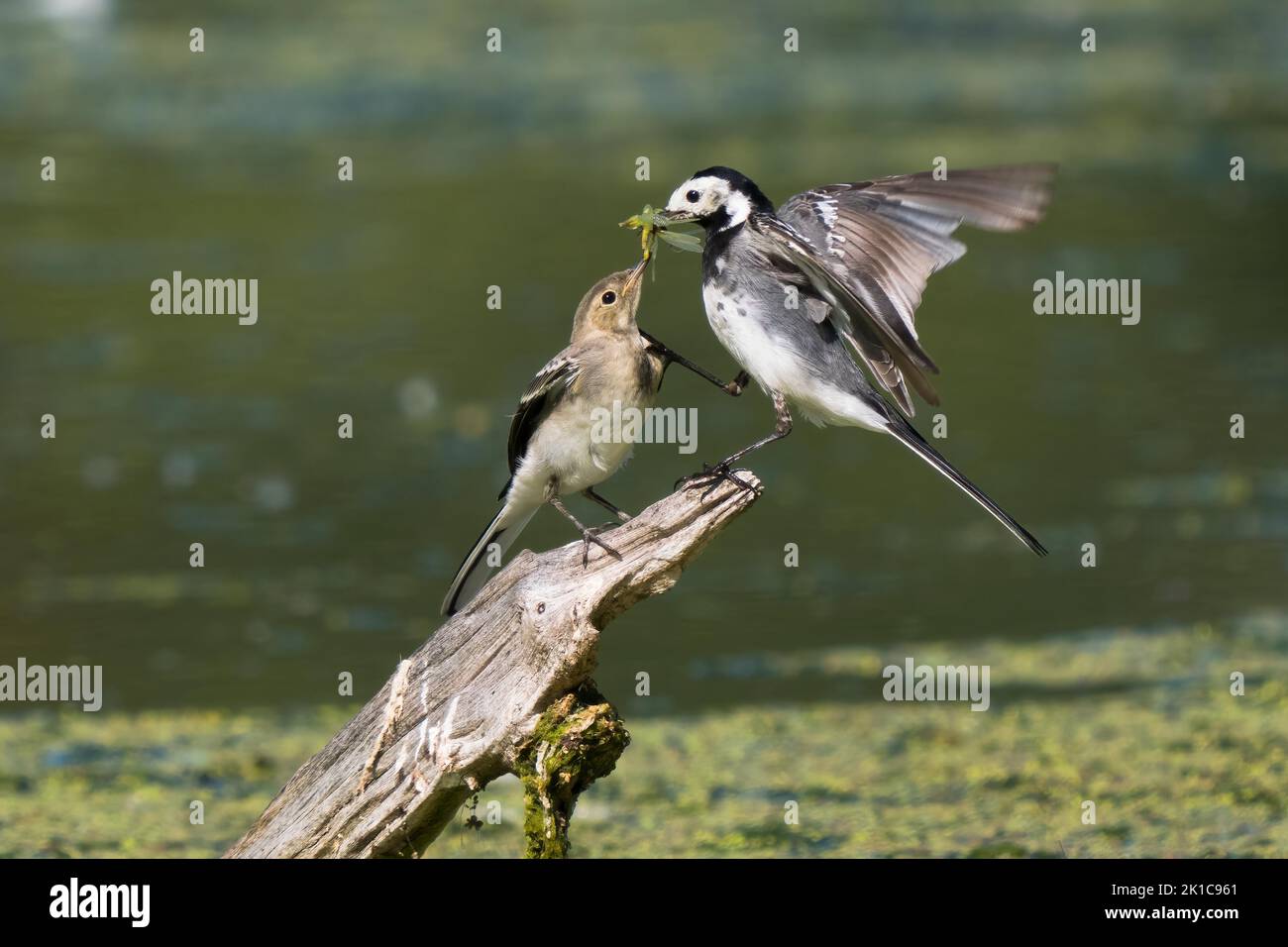 White wagtail (Motacilla alba) feeding young bird, Hesse, Germany Stock ...