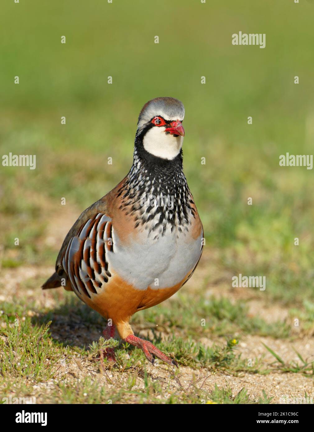 Male red legged partridge hi-res stock photography and images - Alamy