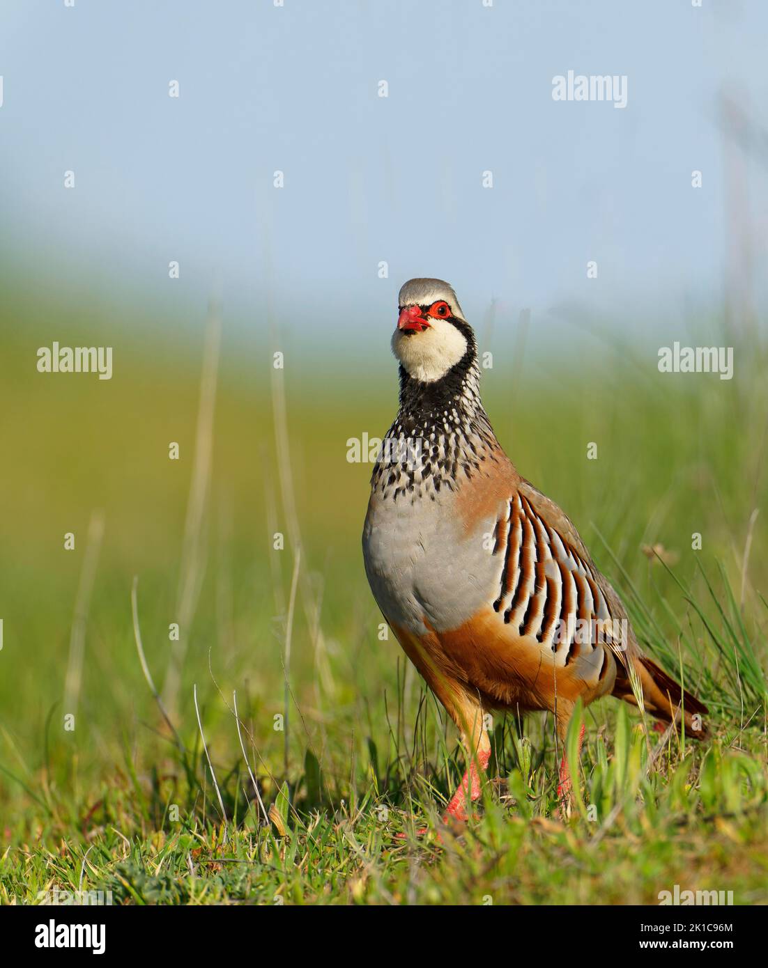 Male red legged partridge alectoris hi-res stock photography and images ...