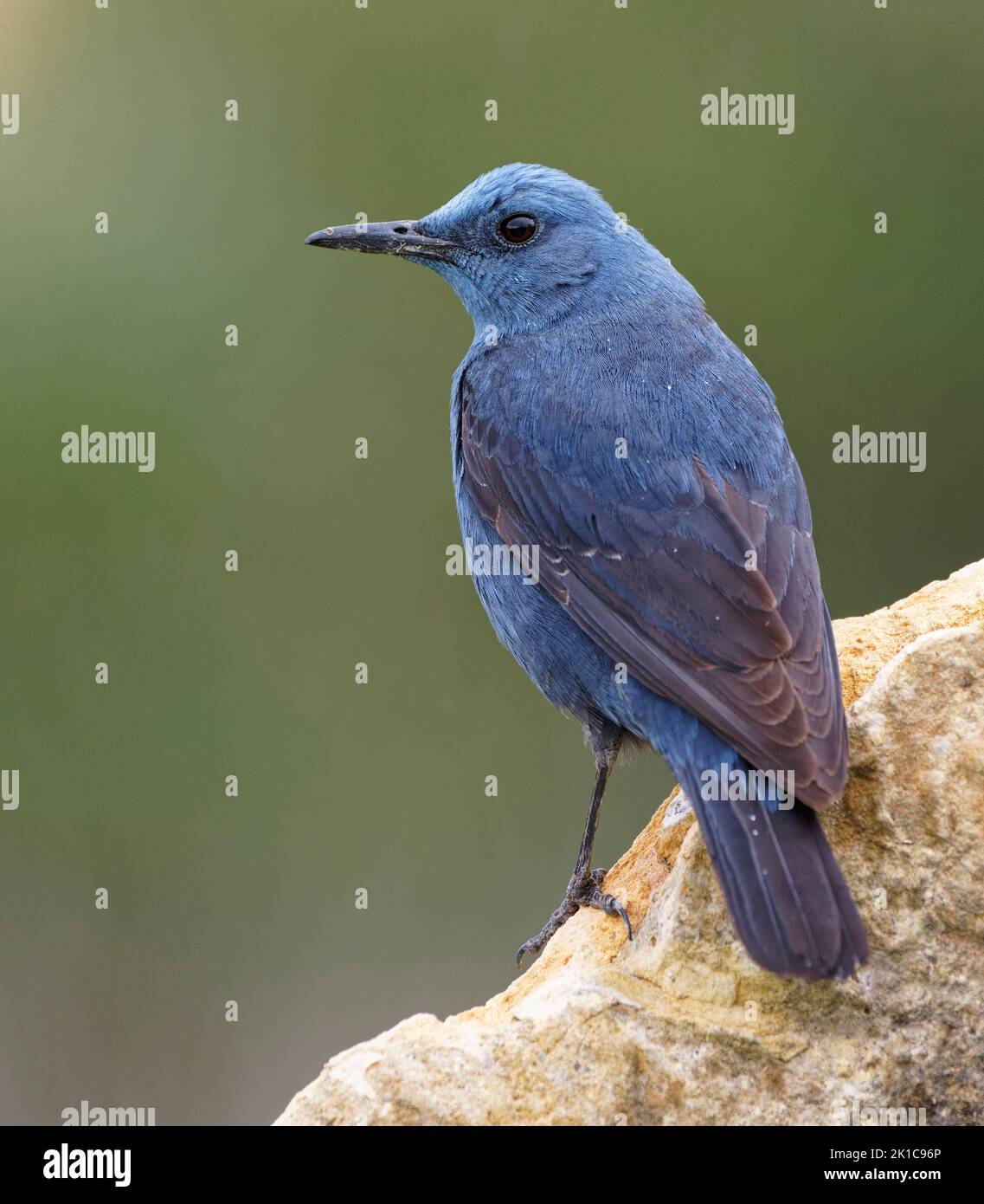 Blue Rock Thrush (Monticola solitarius), male on top of a rock ...