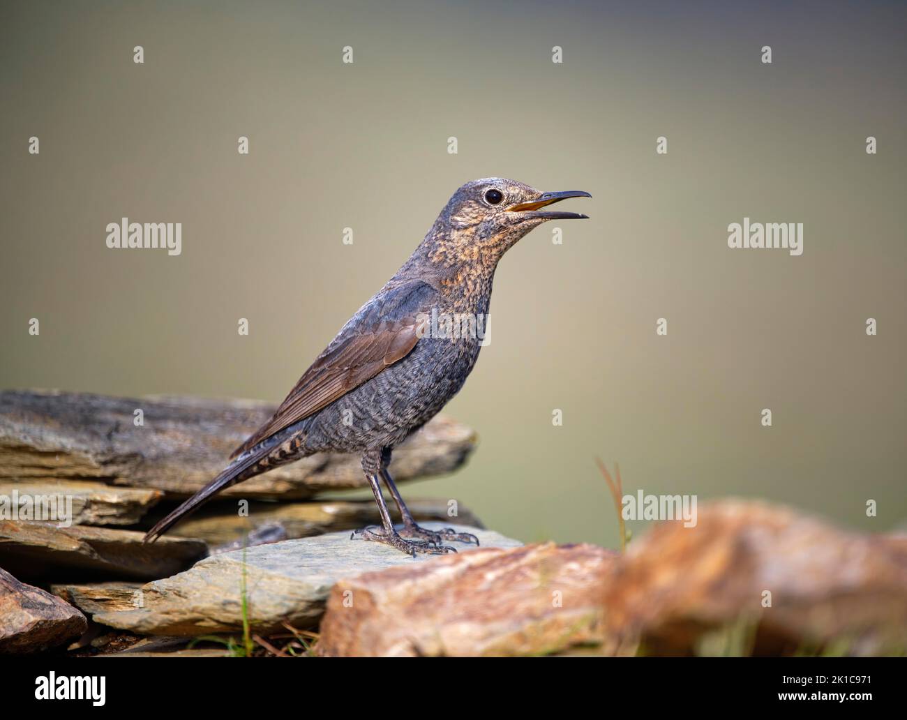 Female rock thrush hi-res stock photography and images - Alamy
