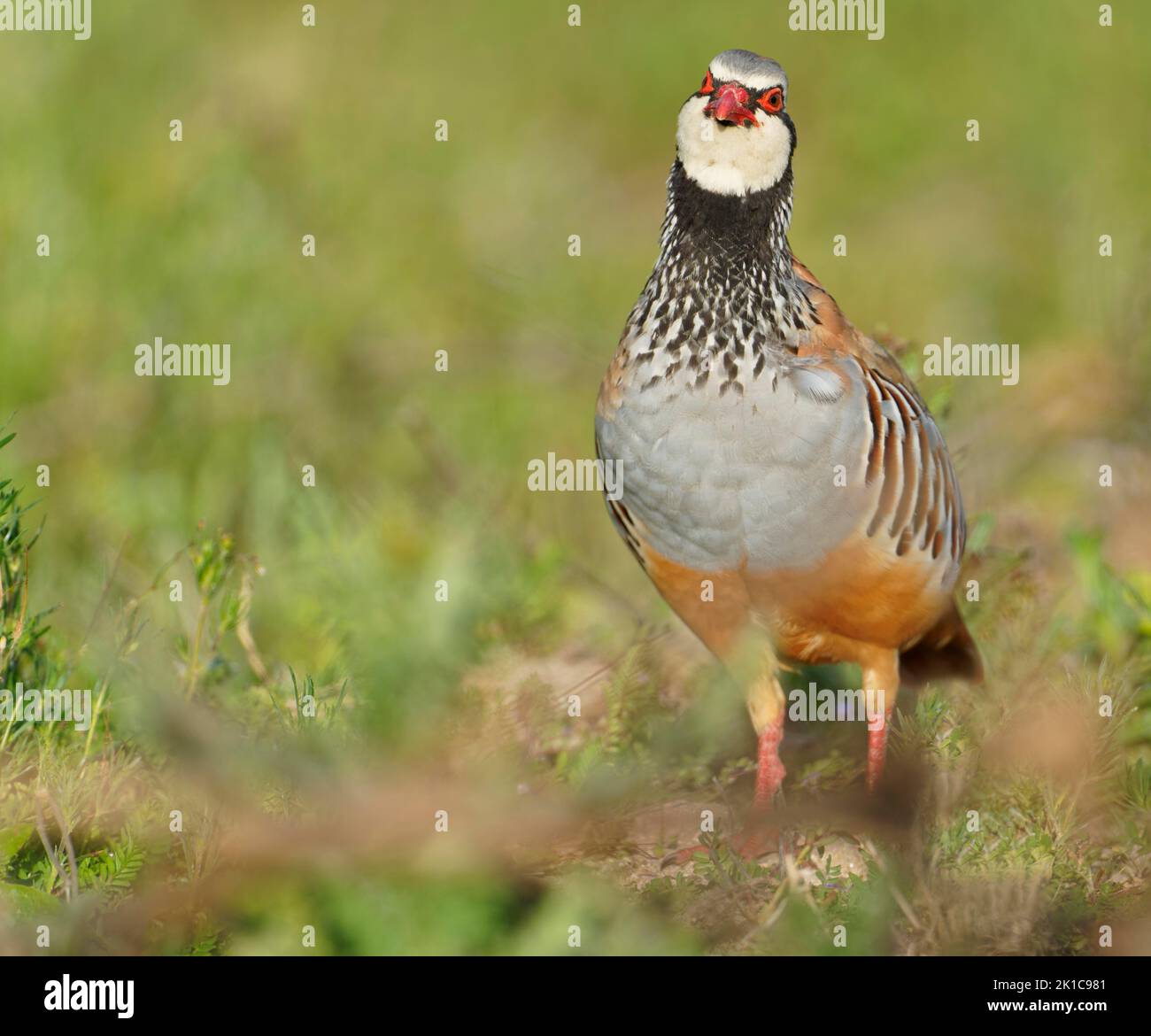 Red-legged partridge (Alectoris rufa), male, Castilla-LaMancha, Spain ...