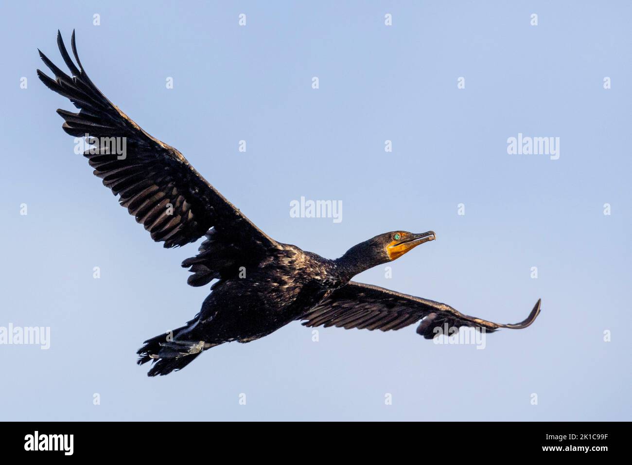 (Ottawa, Canada---16 September 2022) Double-crested cormorant at Bank ...