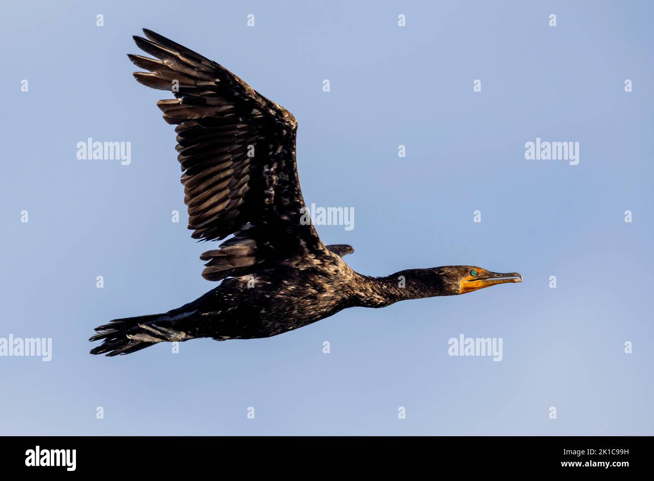 (Ottawa, Canada---16 September 2022) Double-crested cormorant at Bank ...
