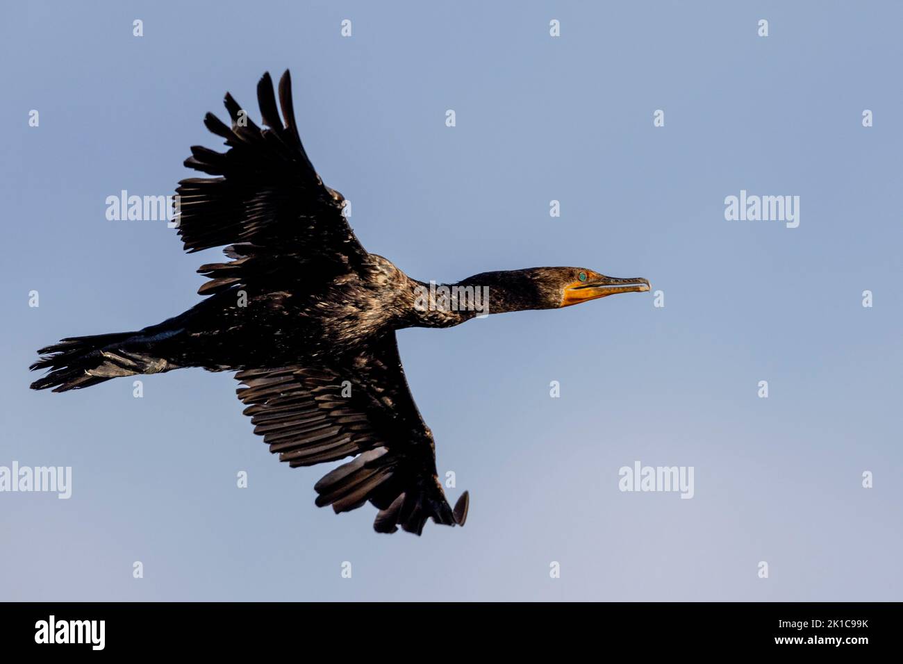 (Ottawa, Canada---16 September 2022) Double-crested cormorant at Bank ...