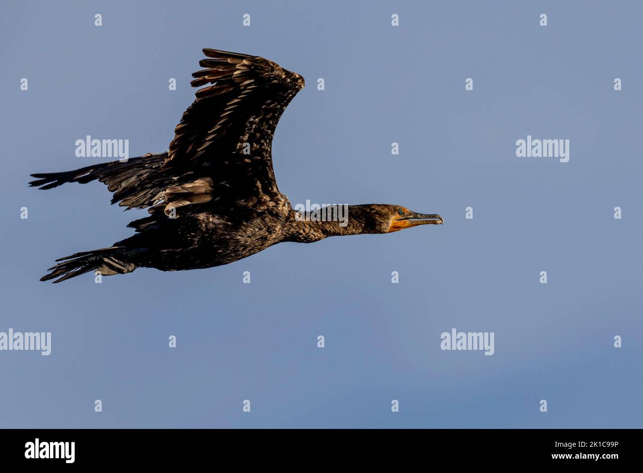 (Ottawa, Canada---16 September 2022) Double-crested cormorant at Bank ...