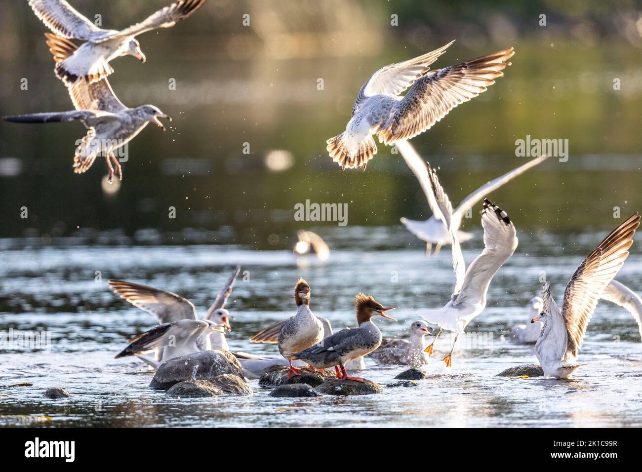 birds over the Rideau River in Ottawa Stock Photo - Alamy