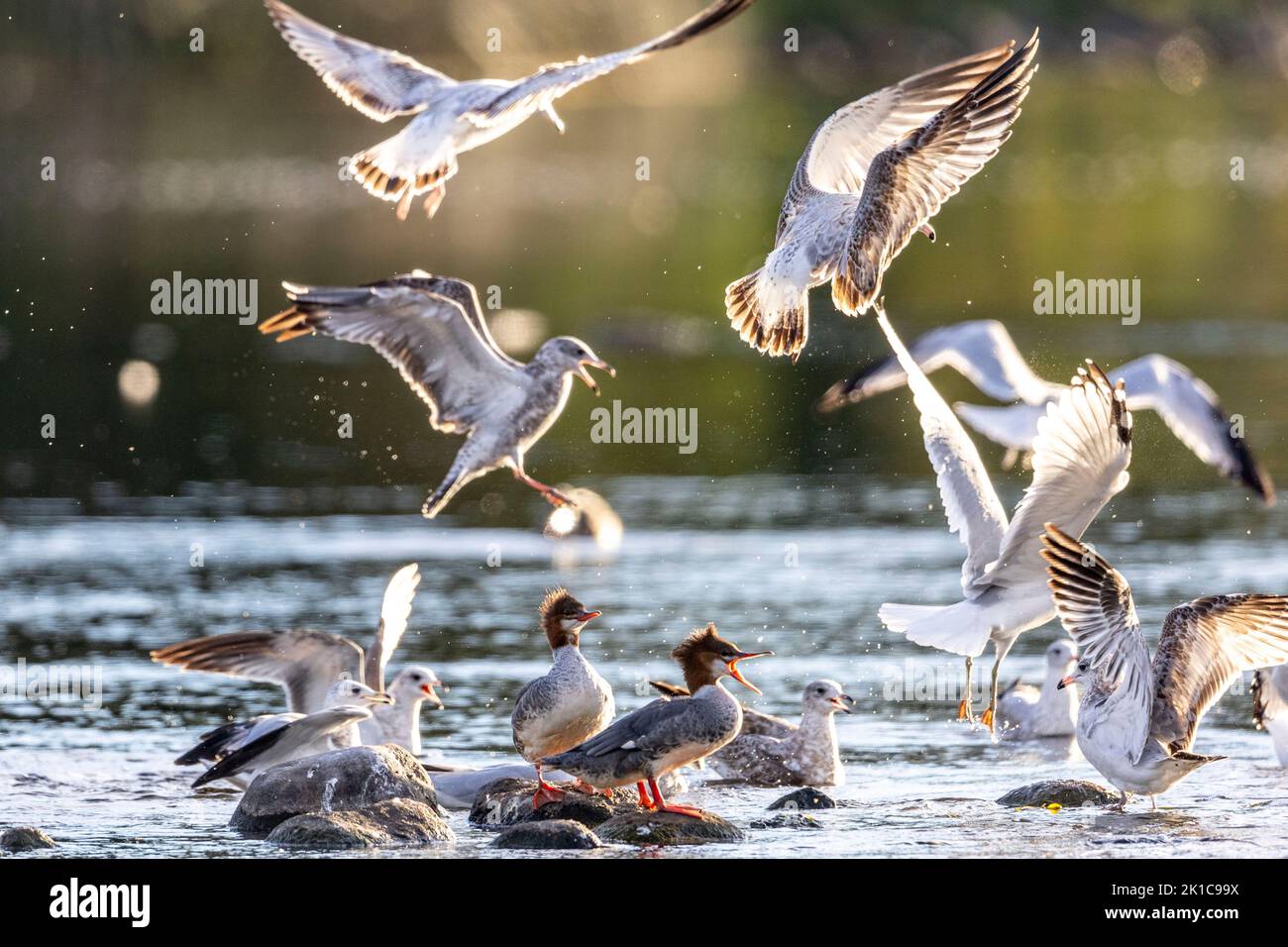 birds over the Rideau River in Ottawa Stock Photo - Alamy