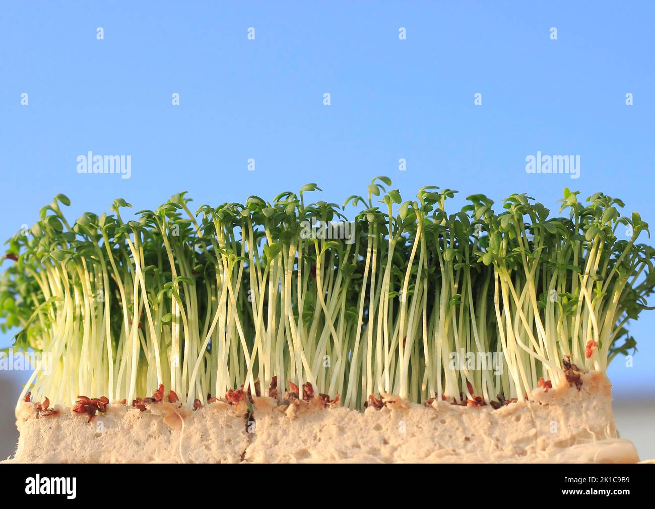 Garden cress (Lepidium sativum), cress Stock Photo - Alamy
