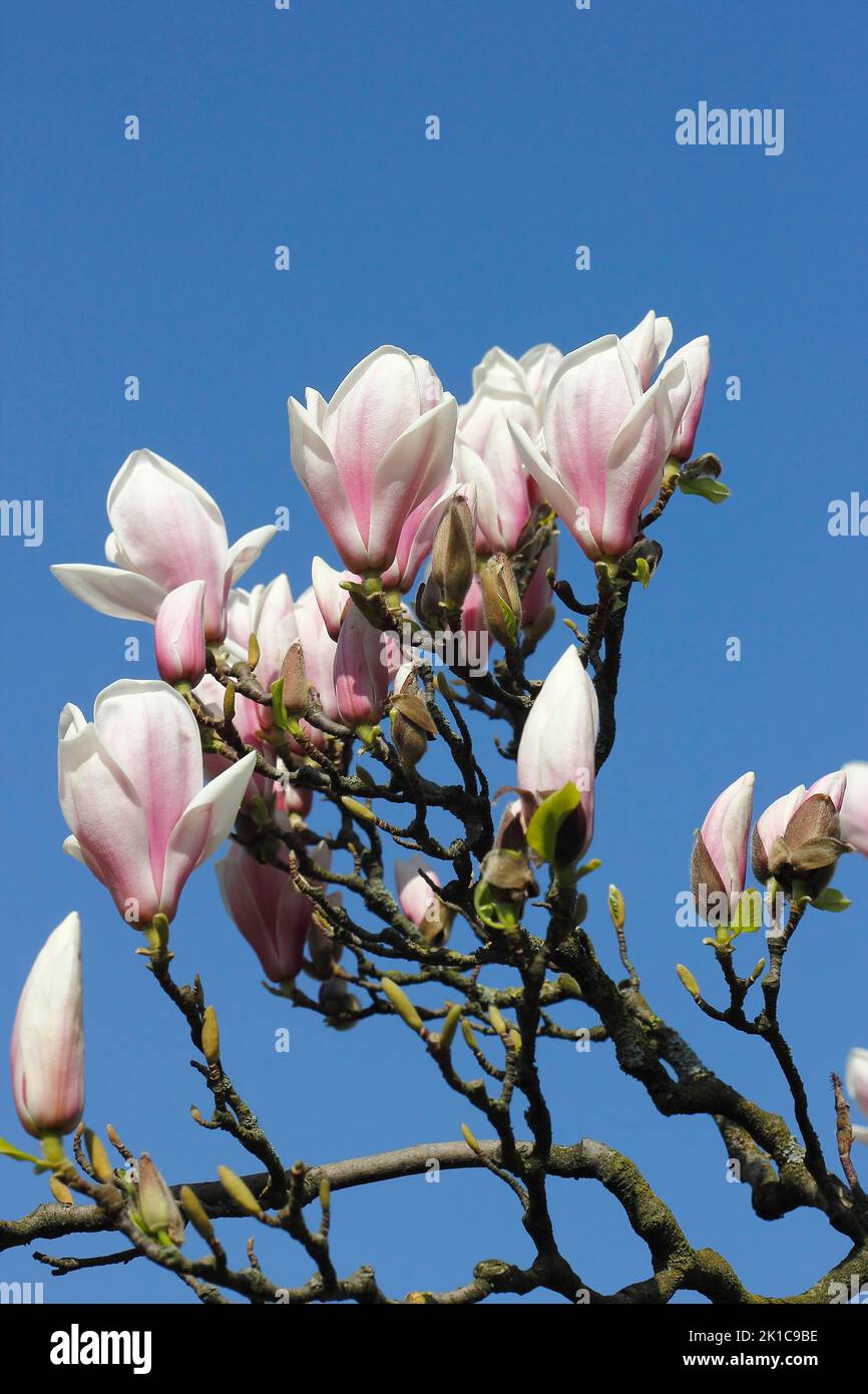 Chinese magnolia (Magnolia x soulangeana), flowers, North Rhine ...