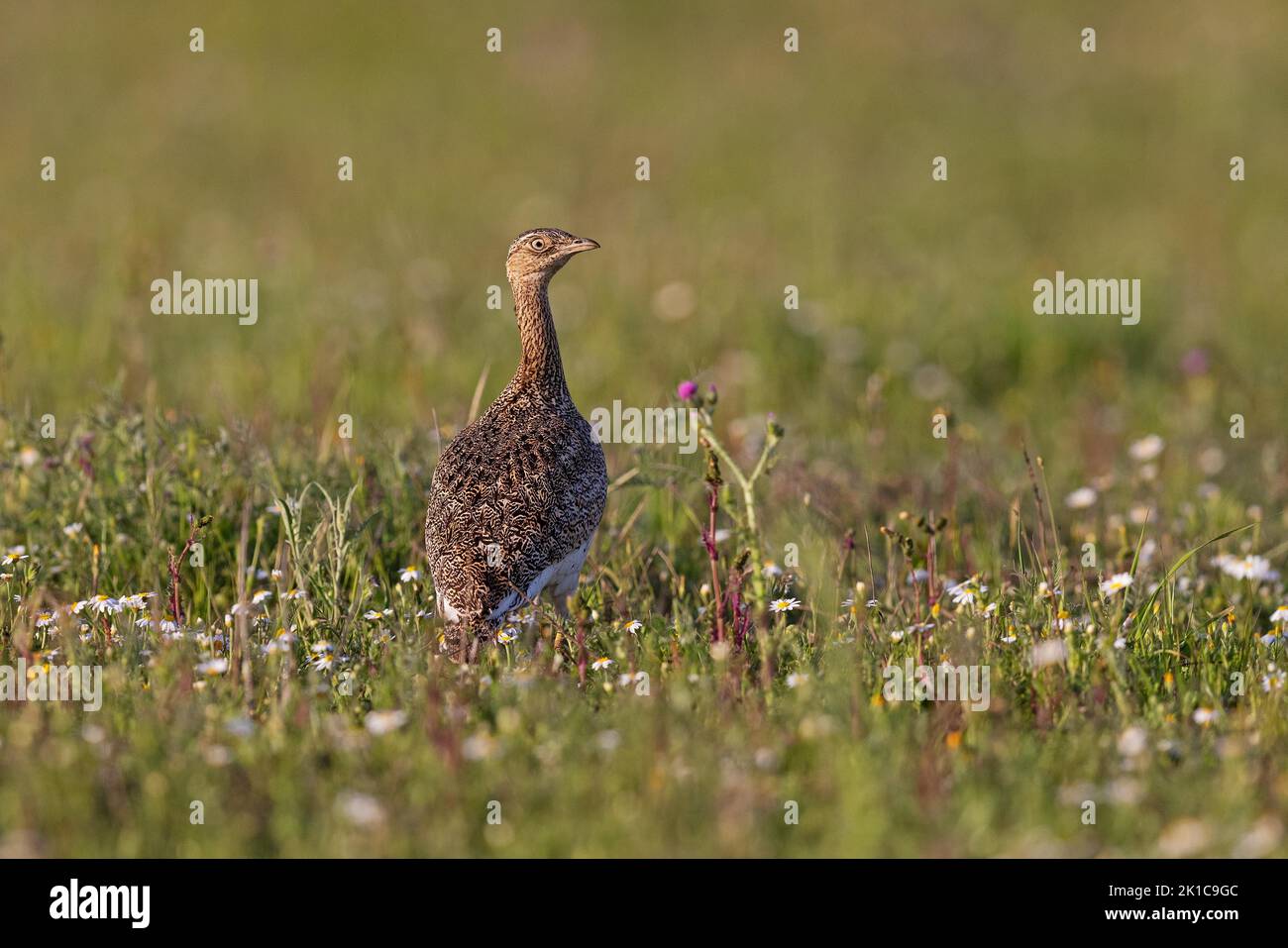 Little Bustard (Tetrax tetrax), female, Extremadura, Spain Stock Photo ...
