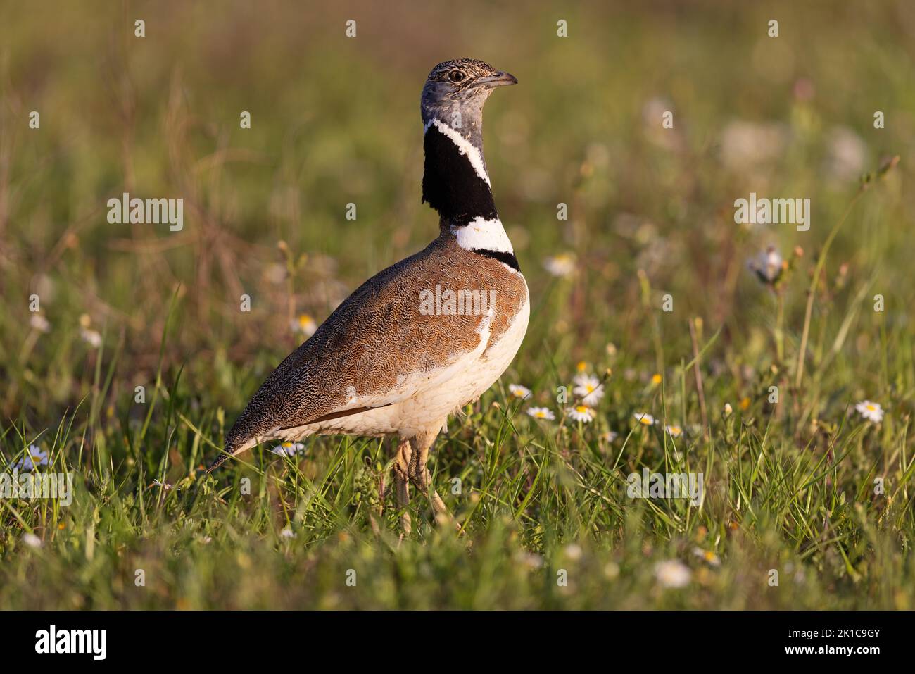 Little Bustard (Tetrax tetrax), male, Extremadura, Spain Stock Photo ...