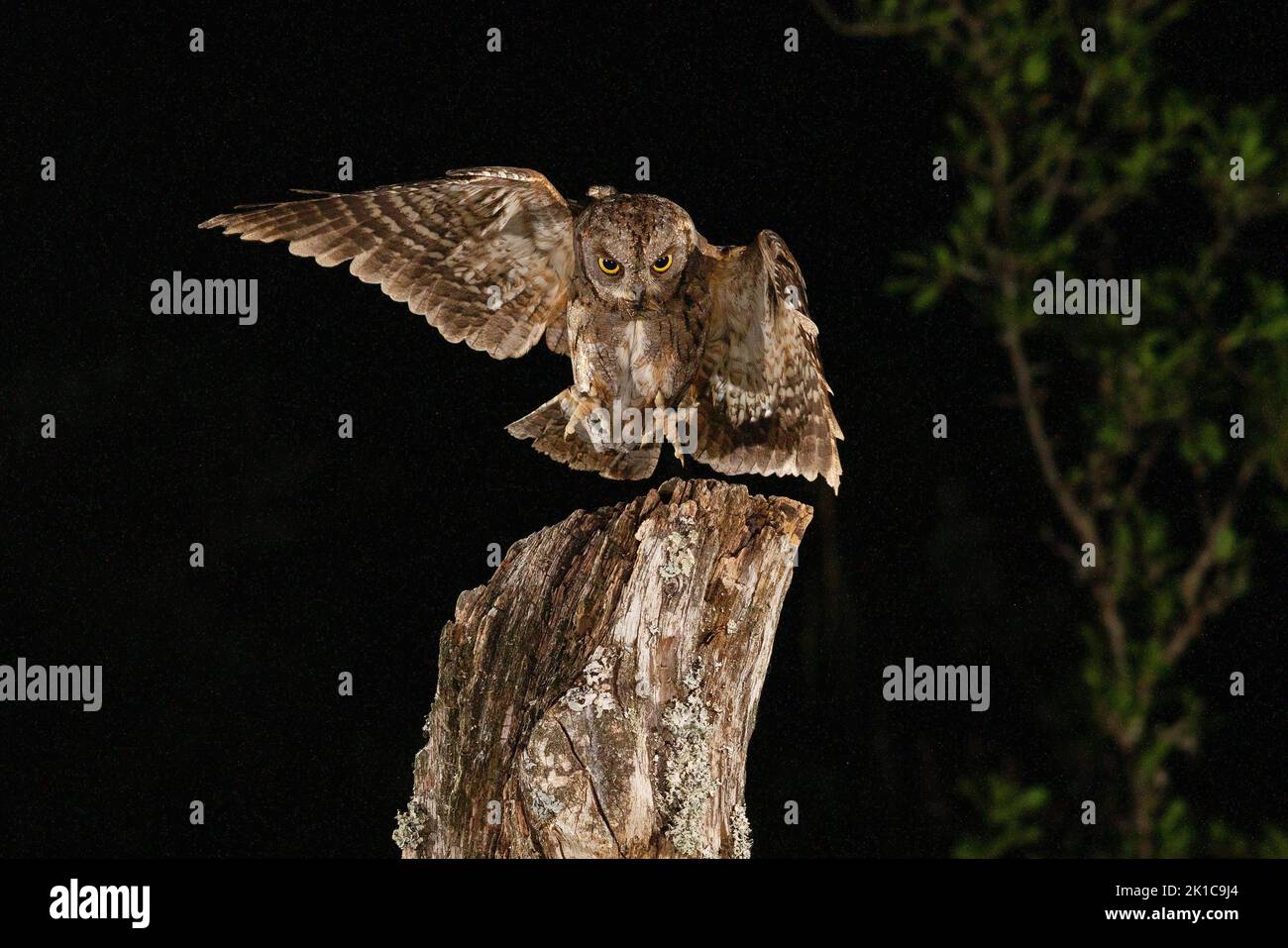 European scops owl (Otus scops) in flight, exceptional guest, Thuringia ...