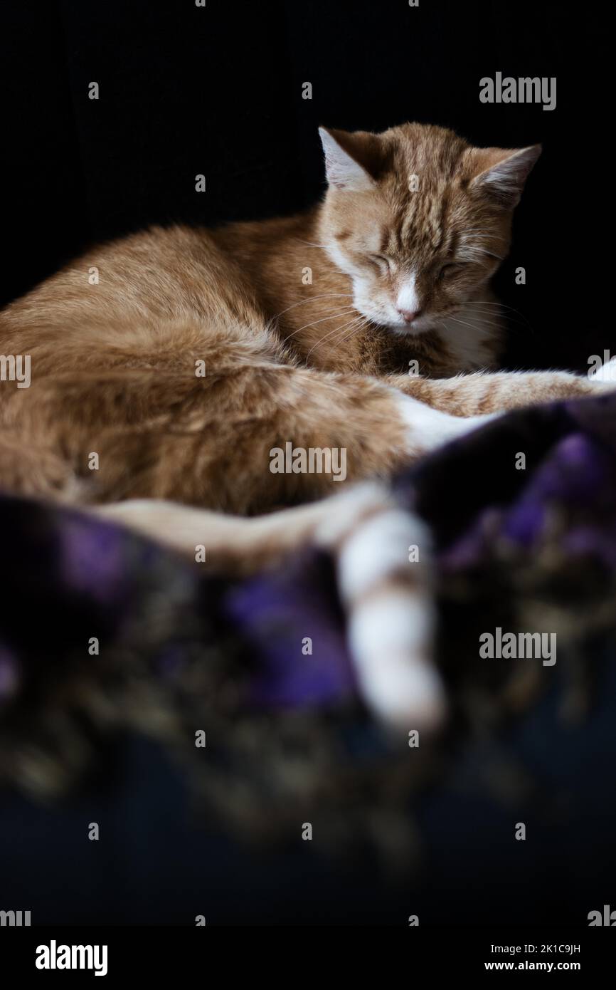 Cat interior hi-res stock photography and images - Alamy