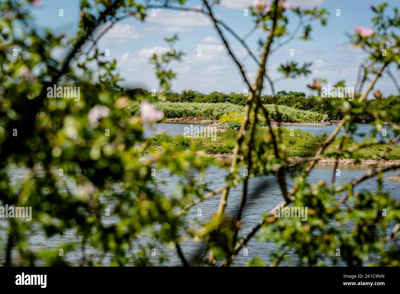 RSPB Nature reserve Cliffe Pools, Kent, England, UK Stock Photo - Alamy