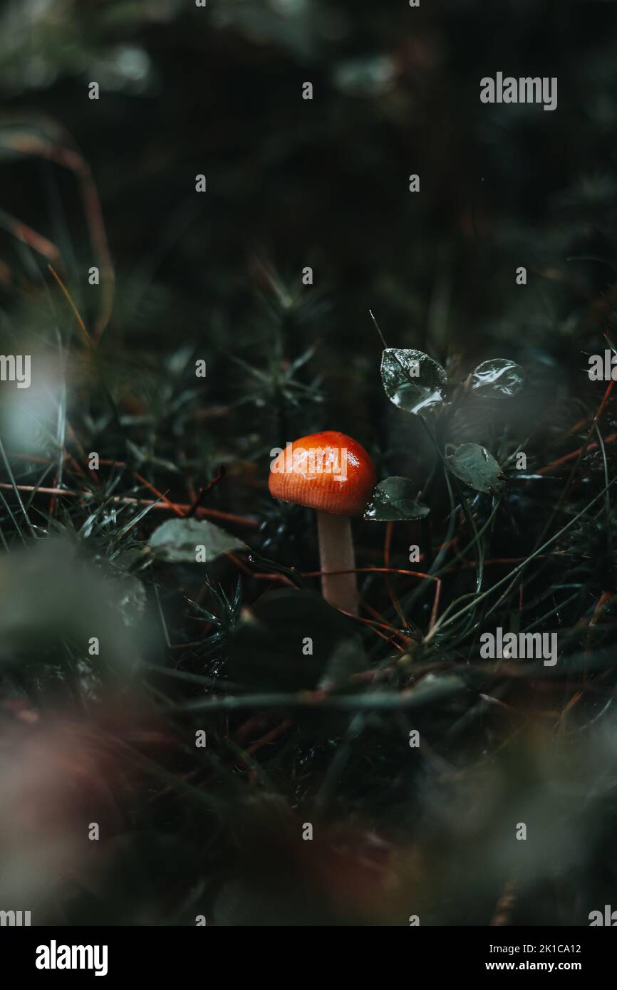 Close-up of a tiny fly amanita in a dark and predatory corner among ...