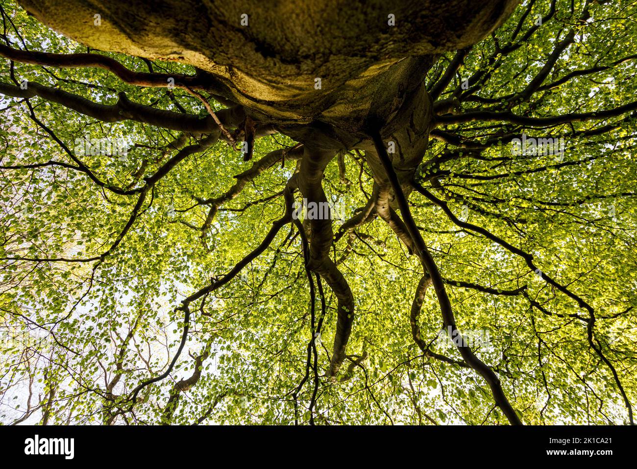 Deciduous broadleaf tree hi-res stock photography and images - Alamy